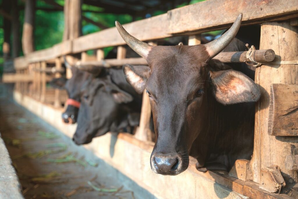 Miniature Cow Breeds Australia | Ideal for Hobby Farming – Regional ...