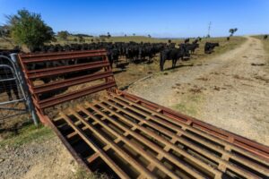 A Quick Guide to Cattle Grids (+ How to Install) – Regional & Rural ...